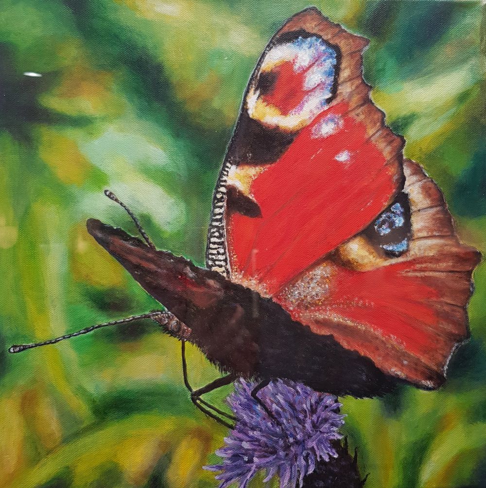 Die Schönheit der Insektenwelt - Freiburg im Breisgau - VHS im ...