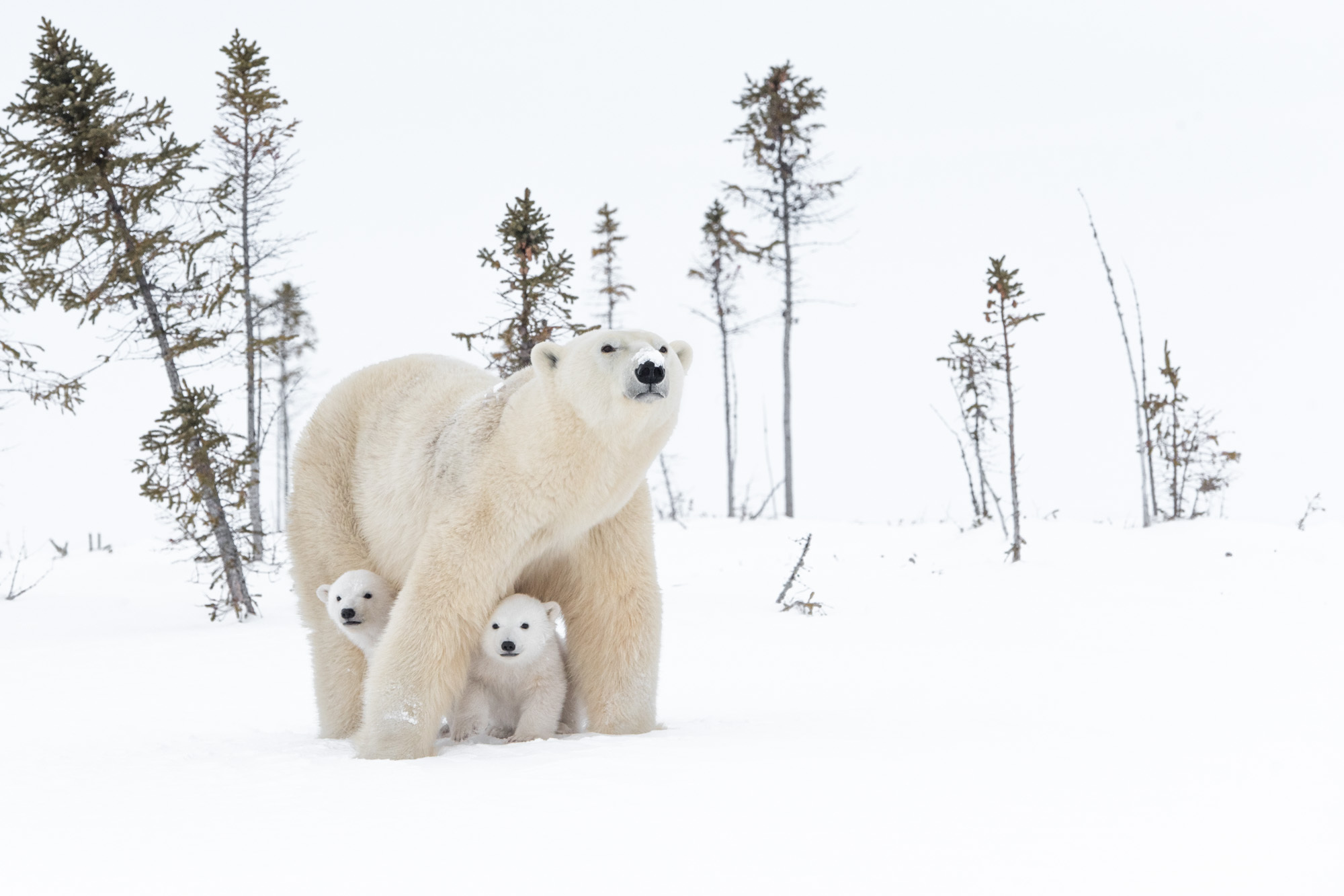 2026 horizonte - Multivisionsshows - „Im Bann der Wildnis ...